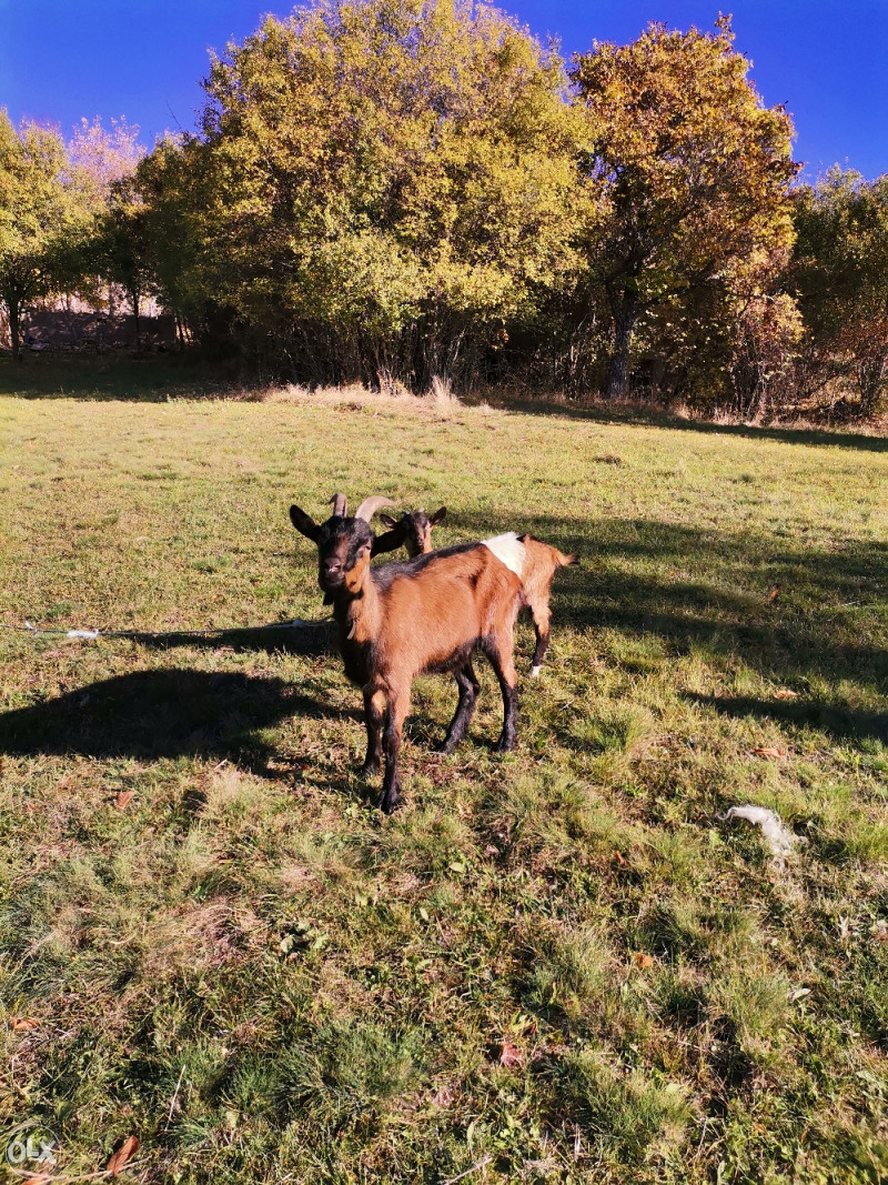 Koza alpska sjarna jarica alpina koze - Koze - OLX.ba
