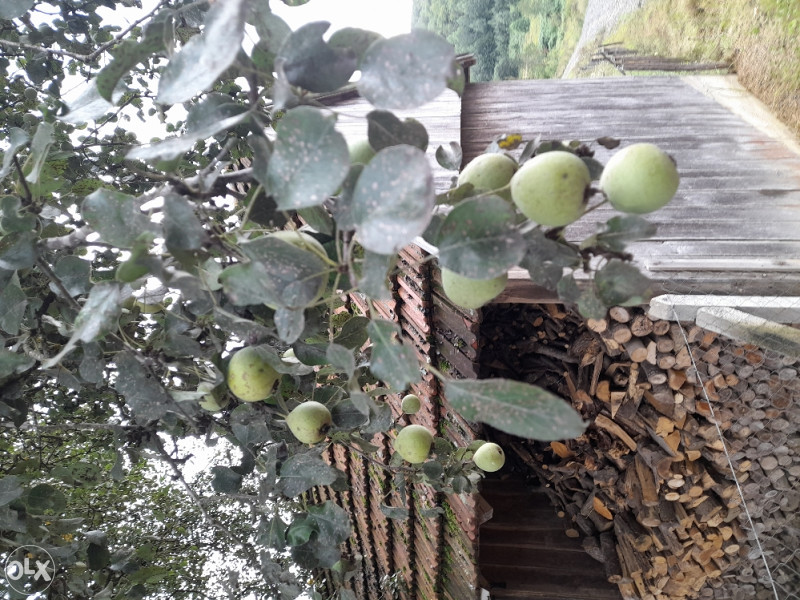 Crnica Fig Fig (Ficus Carica): Production, Processing, And Properties