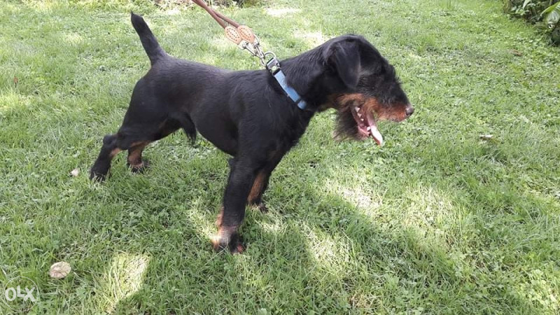 NJEMACKI LOVNI TERIJER NLT - Parenje - OLX.ba