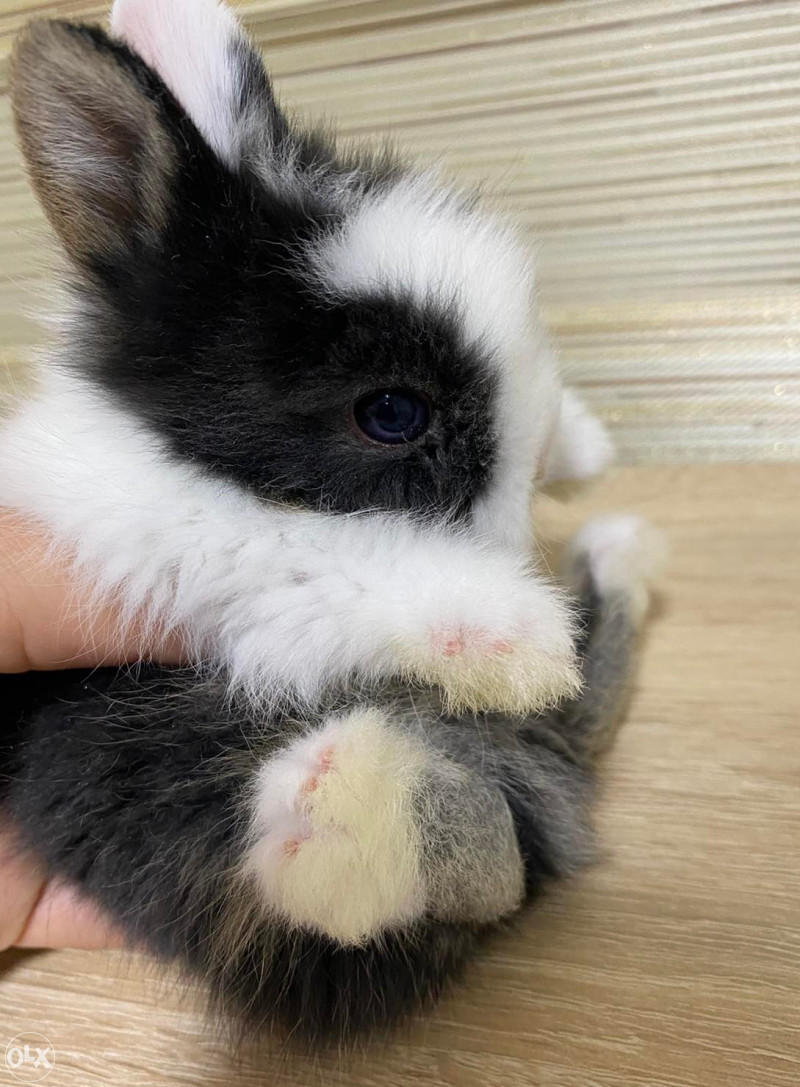 PATULJASTI KUNIC KUNICI ZEC ZECEVI ZEKO LAVLJA GLAVA - Kunići - OLX.ba