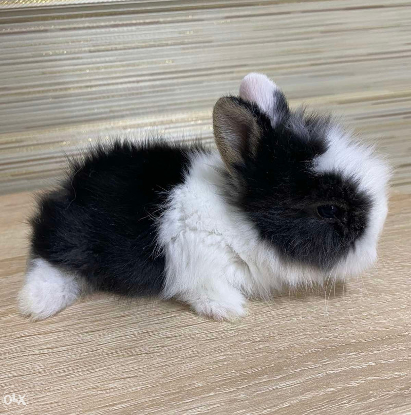 PATULJASTI KUNIC KUNICI ZEC ZECEVI ZEKO LAVLJA GLAVA - Kunići - OLX.ba