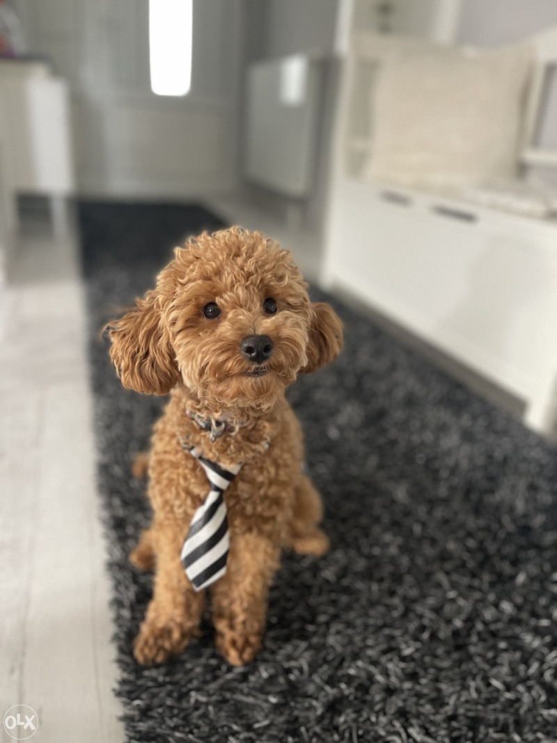 Toy francuska pudla - Psi i Štenad - OLX.ba