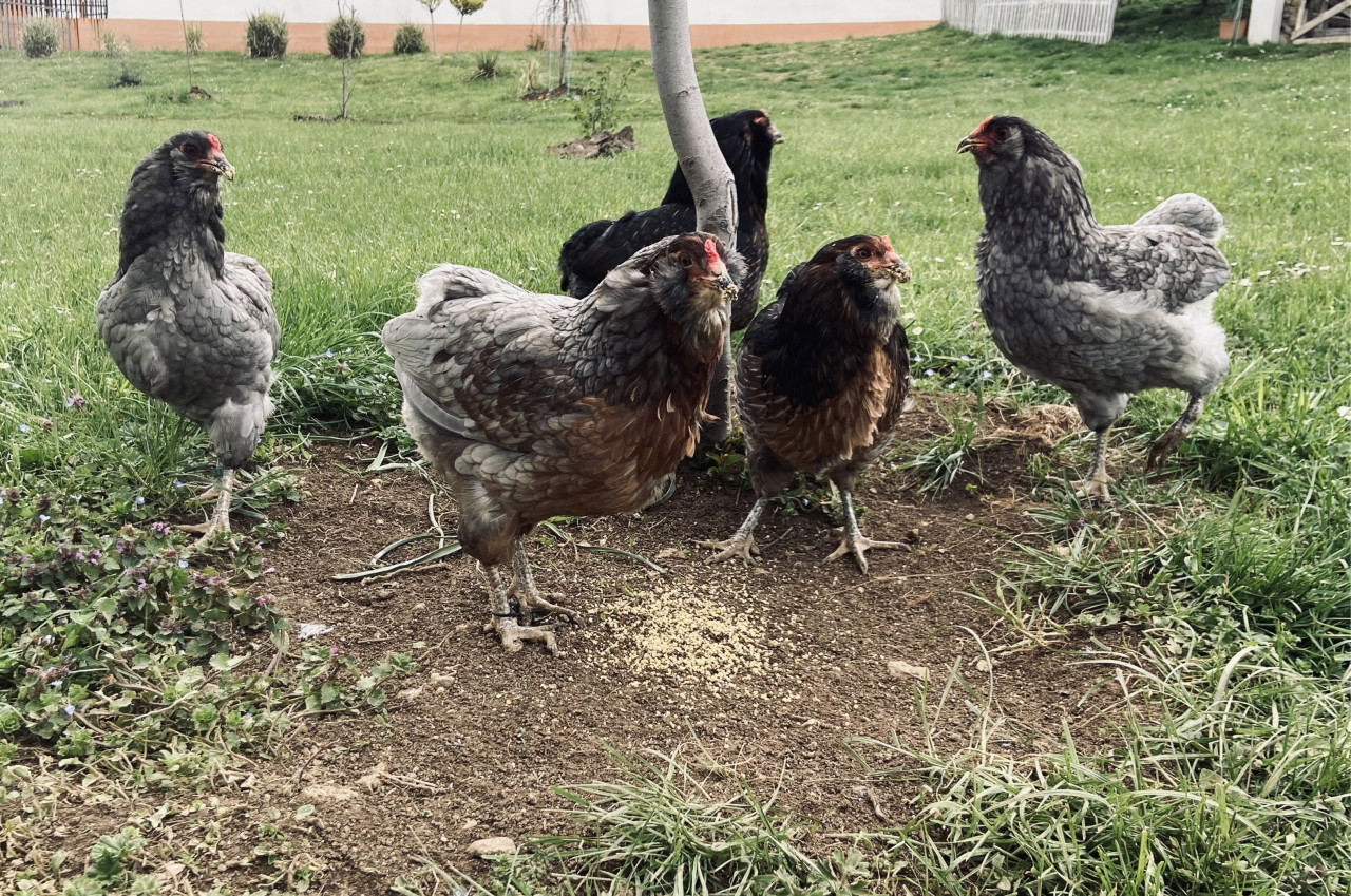 Araukana,koke, kokoske, arokana, jaja za nasad - Jaja za nasad - OLX.ba