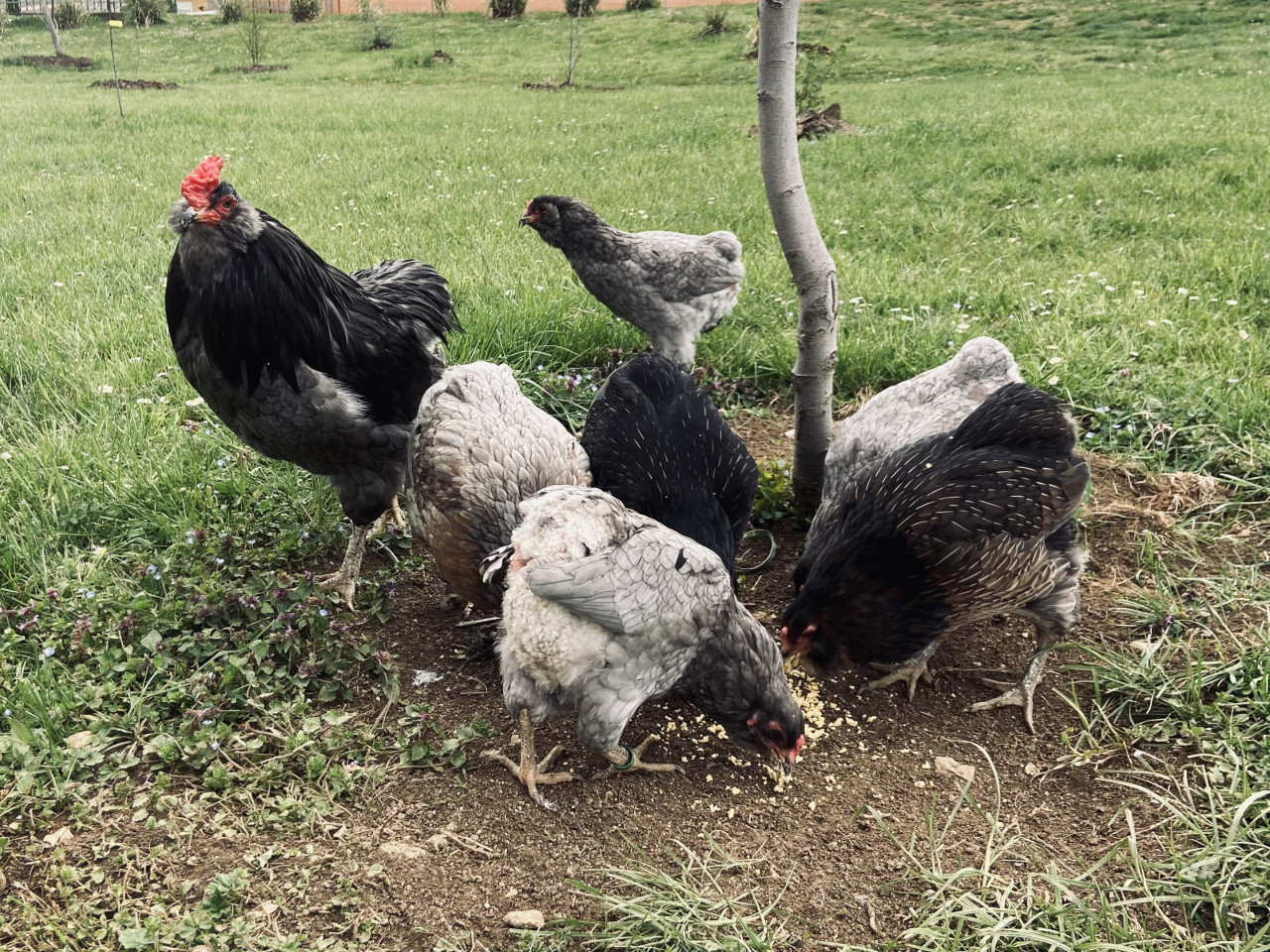 Araukana,koke, kokoske, arokana, jaja za nasad - Jaja za nasad - OLX.ba