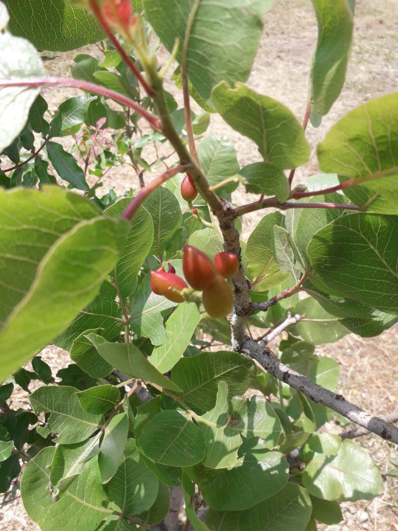 Sadnice pistaća. Pistacije, pistaći - Sadnice - OLX.ba