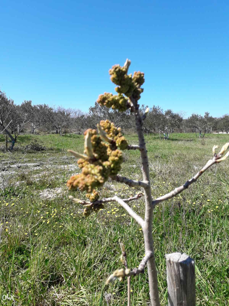 Sadnice pistaća. Pistacije, pistaći - Sadnice - OLX.ba