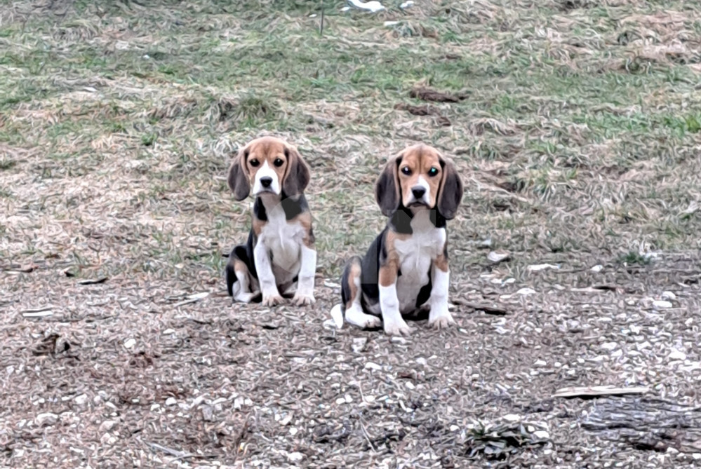 Beagle Bigl od 30.10.2022 leglo - Psi i Štenad - OLX.ba