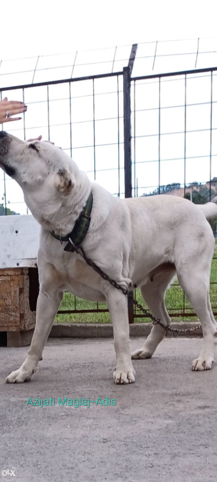 Azijat-Alabai štenad - Psi i Štenad - OLX.ba