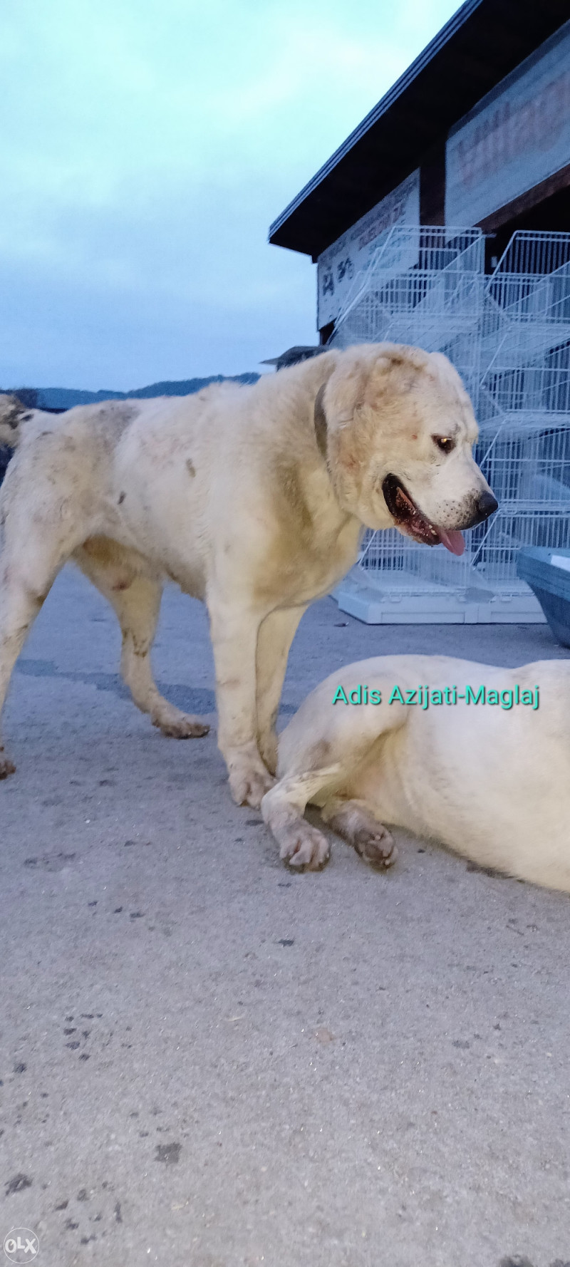 Azijat-Alabai štenad - Psi i Štenad - OLX.ba