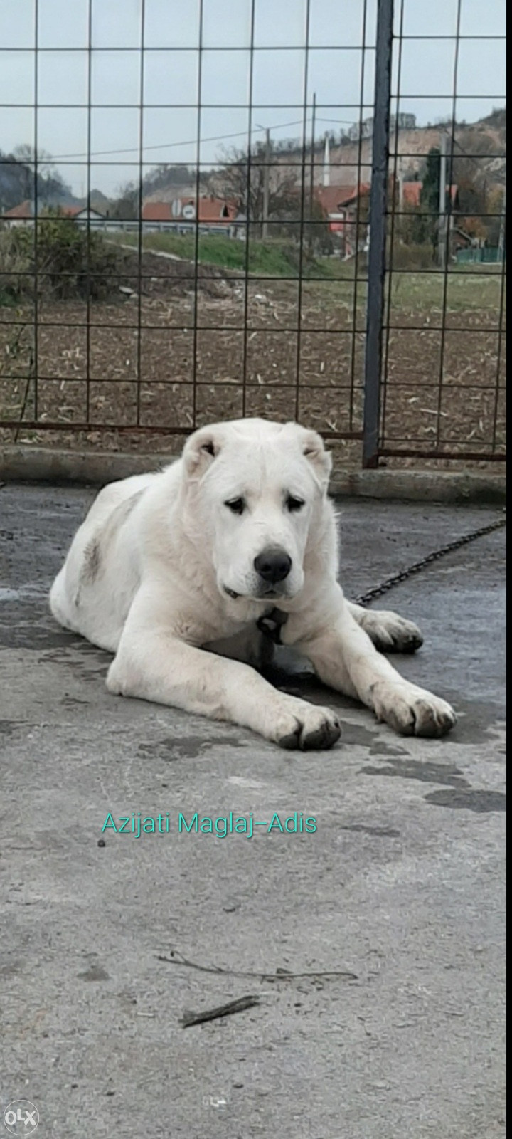 Azijat-Alabai štenad - Psi i Štenad - OLX.ba