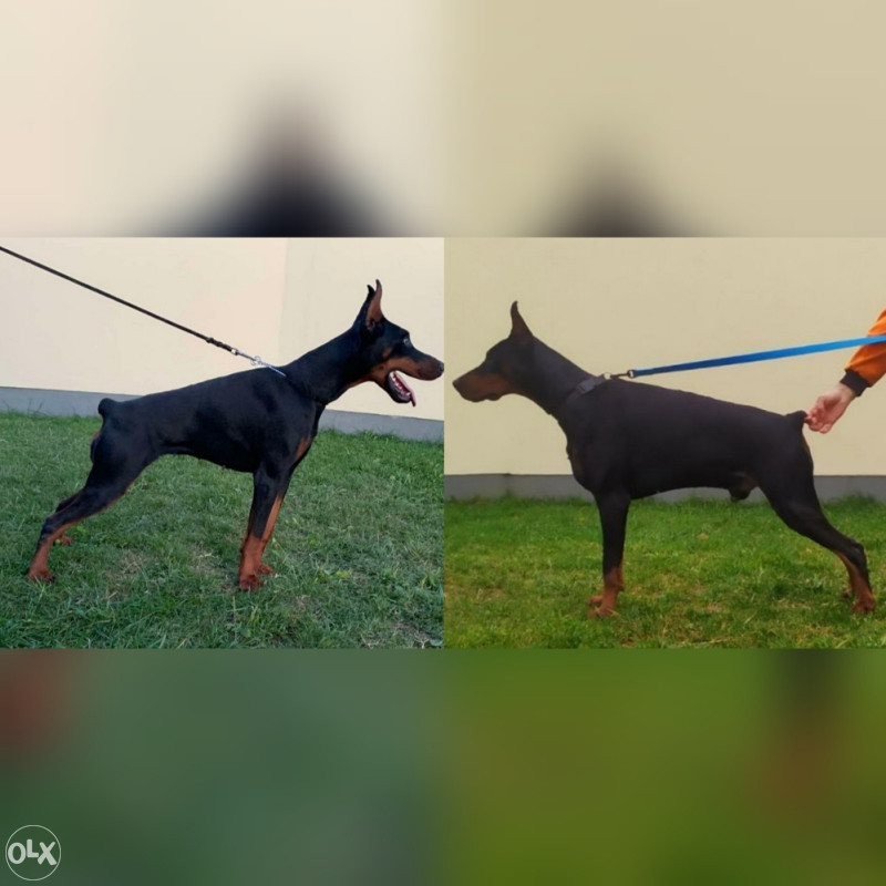 Štenci Doberman - Psi i Štenad - OLX.ba
