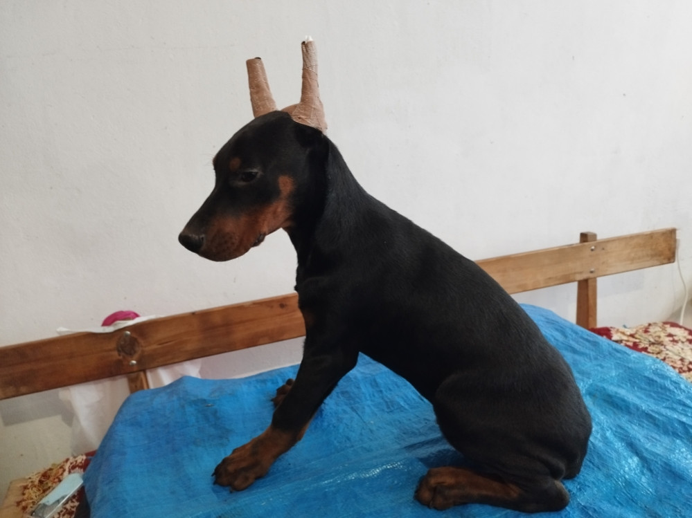 Štenci Doberman - Psi i Štenad - OLX.ba