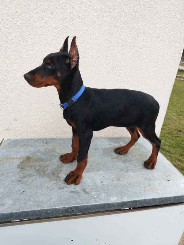 Štenci Doberman - Psi i Štenad - OLX.ba