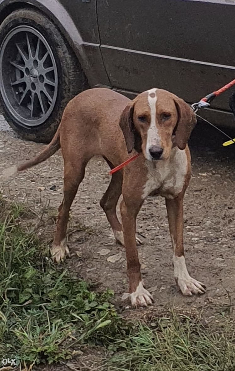 POSAVSKI GONIČ POSAVAC / LOVAČKI PSI PAS - Psi i Štenad - OLX.ba