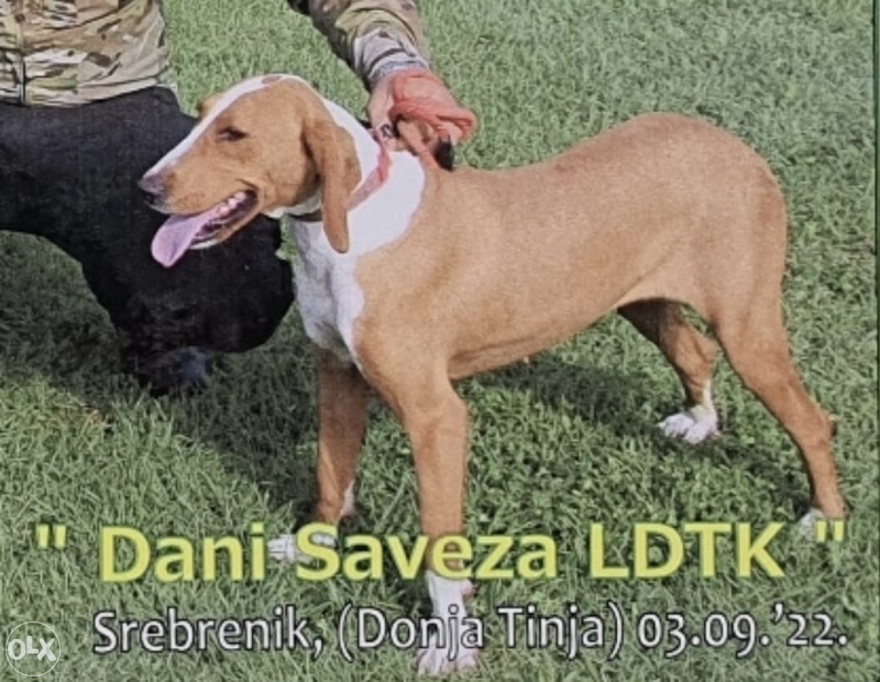 POSAVSKI GONIČ POSAVAC / LOVAČKI PSI PAS - Psi i Štenad - OLX.ba
