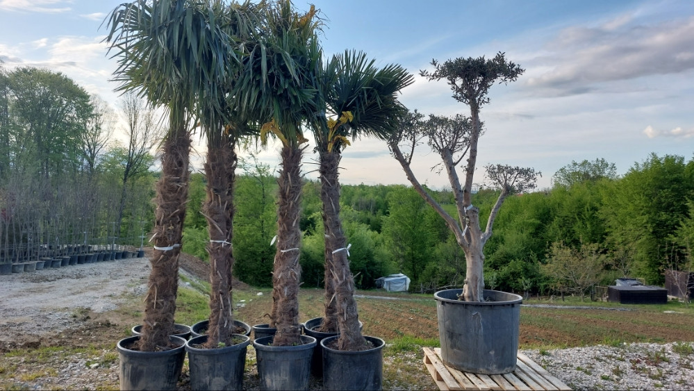 Palme sadnice sadnica palma Prnjavor Banja Luka - Sadnice - OLX.ba