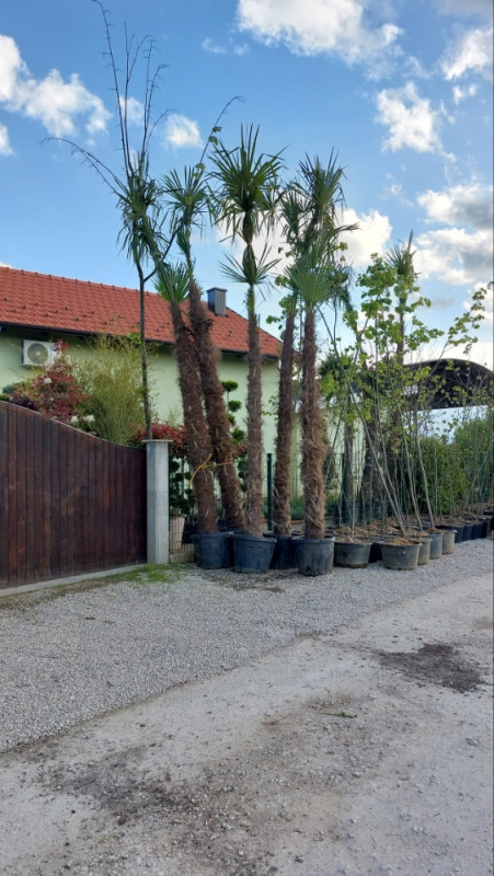 Palme sadnice sadnica palma Prnjavor Banja Luka - Sadnice - OLX.ba