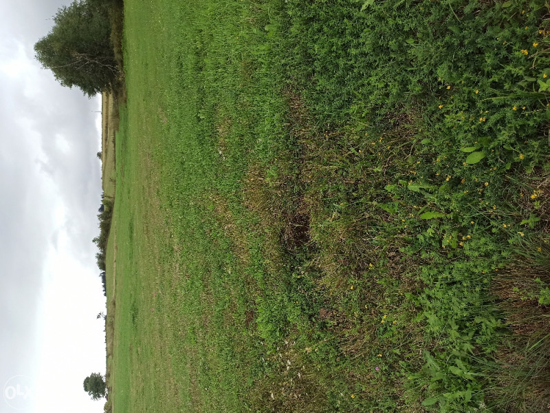 Nisicka Visoravan - Zemljišta - OLX.ba