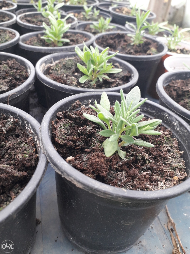 Lavanda sadnice - Sadnice - OLX.ba