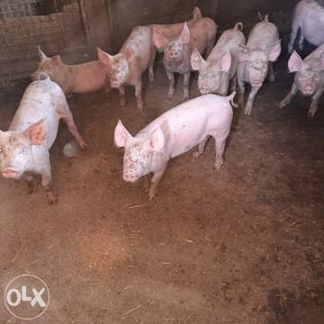Prasici 25kg - Svinje - OLX.ba