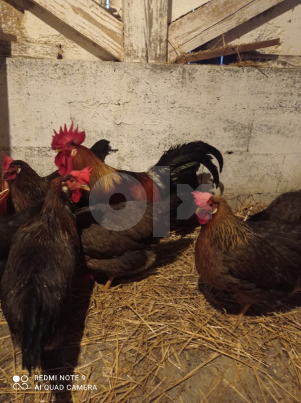 Kokoske, jaja, amrok, hempsir, leghorn, jarebičaste ita - Jaja za nasad ...