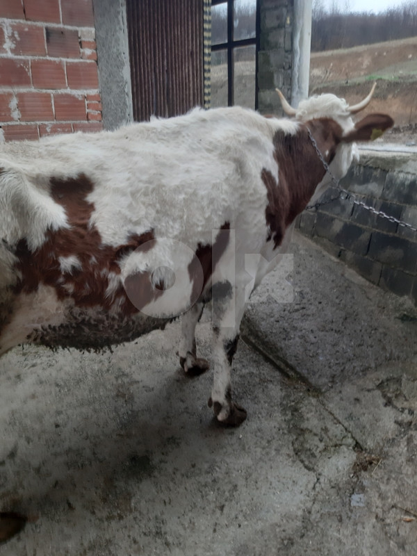 Prodajem kravu. - Krave - OLX.ba