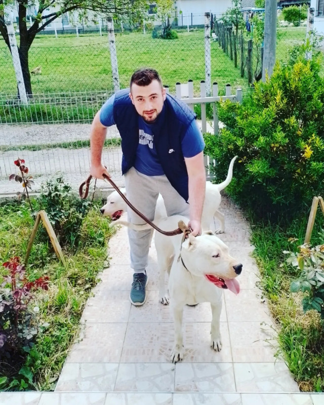 Dogo argentino argentinska doga - Psi i Štenad - OLX.ba