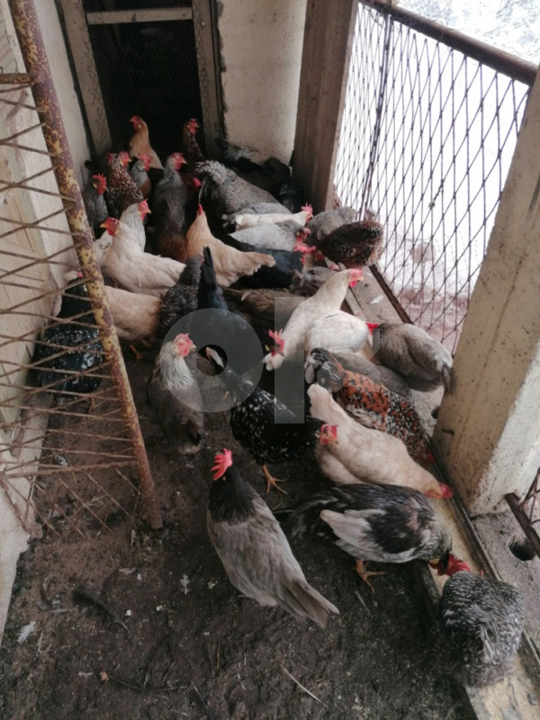 Talijanke kokoske - Kokoške - OLX.ba