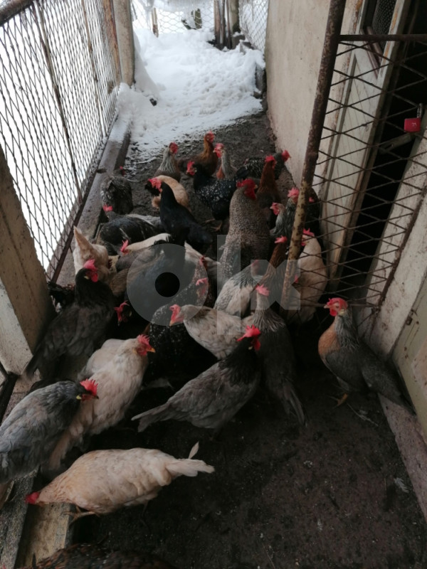 Talijanke kokoske - Kokoške - OLX.ba