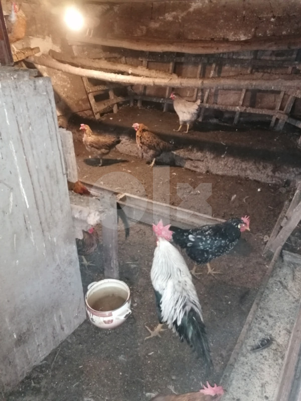 Talijanke kokoske - Kokoške - OLX.ba