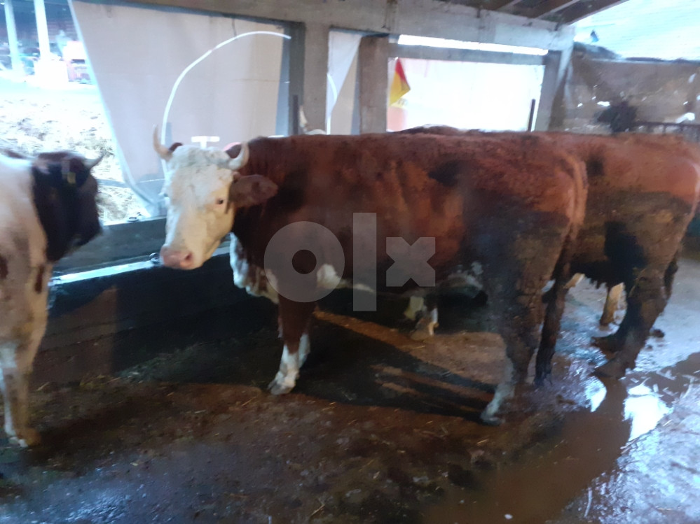 Junica steona - Krave - OLX.ba