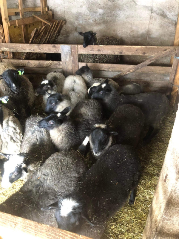 Romovski Janjci - Jagnjad- Janje - Ovce - OLX.ba