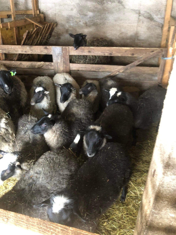 Romovski Janjci - Jagnjad- Janje - Ovce - OLX.ba