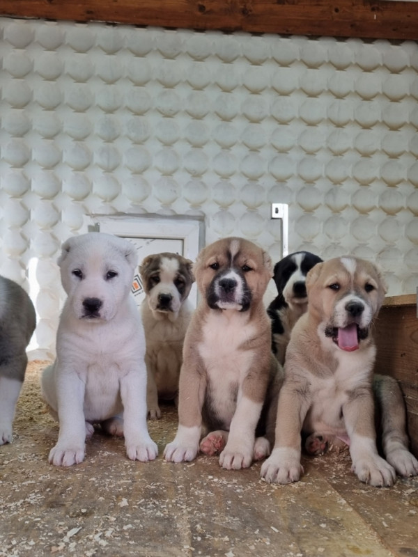 Srednje azijski ovčar ,Azijat stenad štenci - Psi i Štenad - OLX.ba