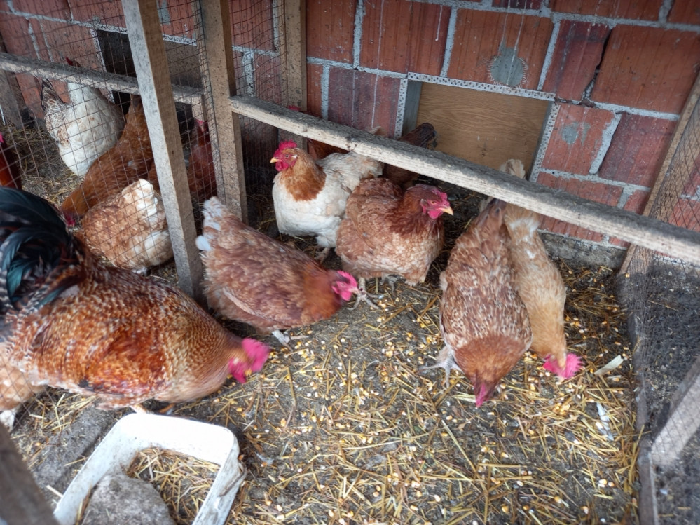 Kokoske domace - Kokoške - OLX.ba