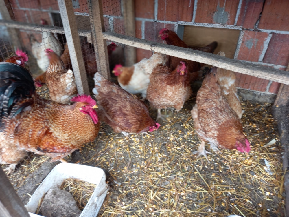 Kokoske domace - Kokoške - OLX.ba