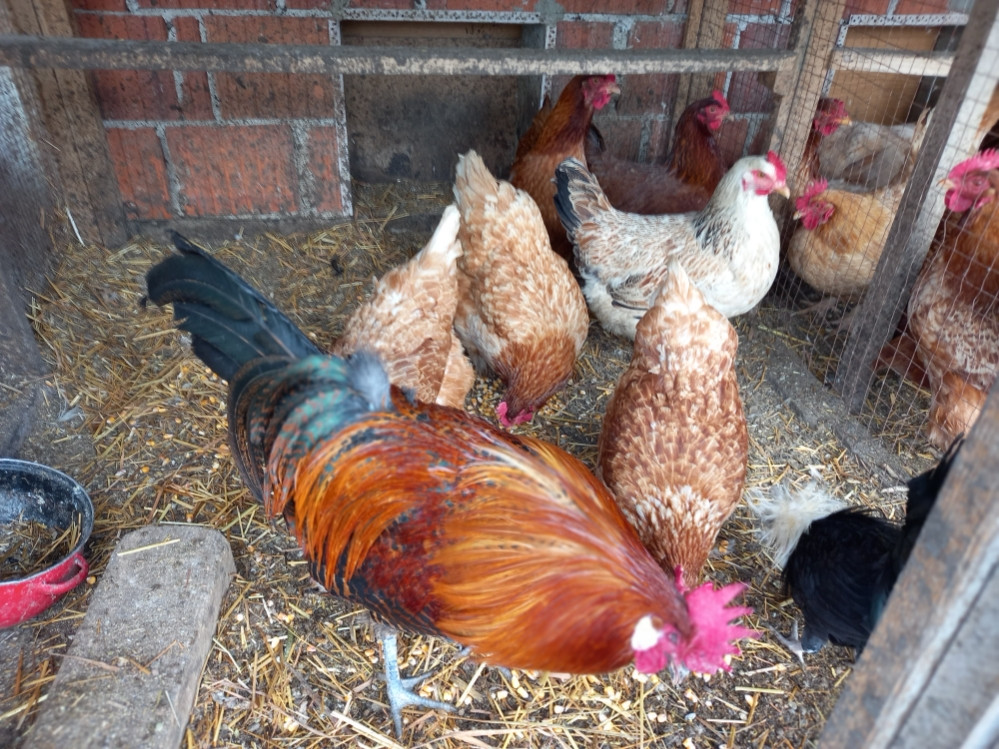 Kokoske domace - Kokoške - OLX.ba