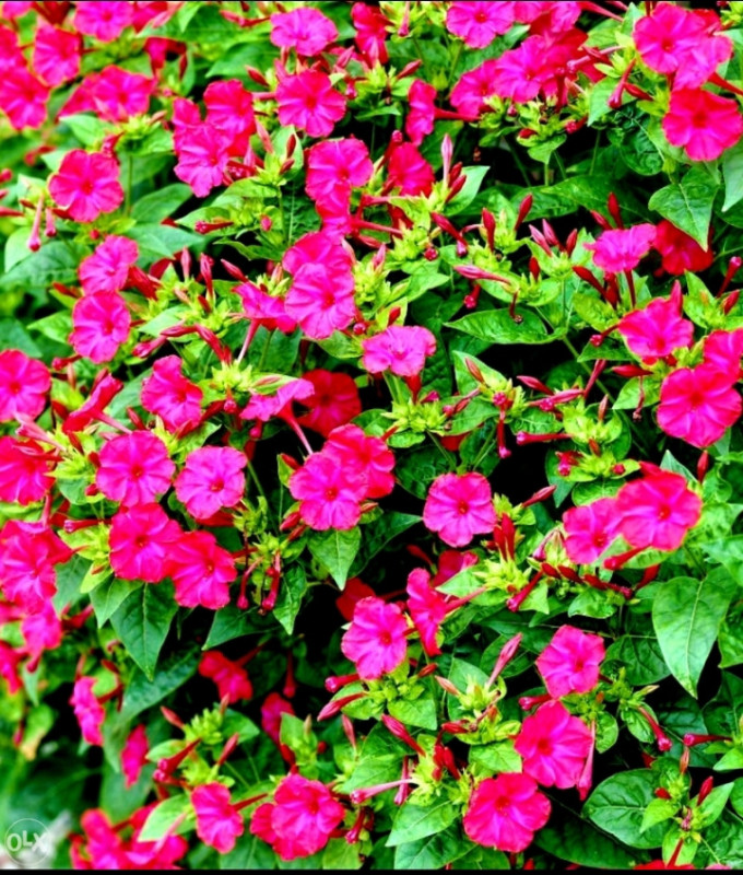 Peruanski nocurak - Sjemena - OLX.ba