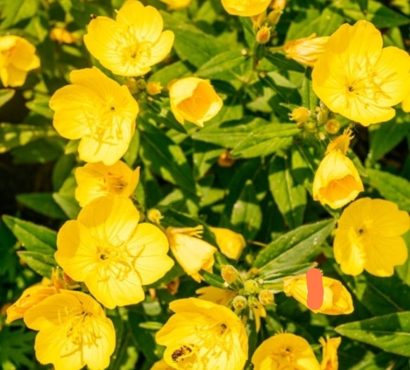 Peruanski nocurak - Sjemena - OLX.ba