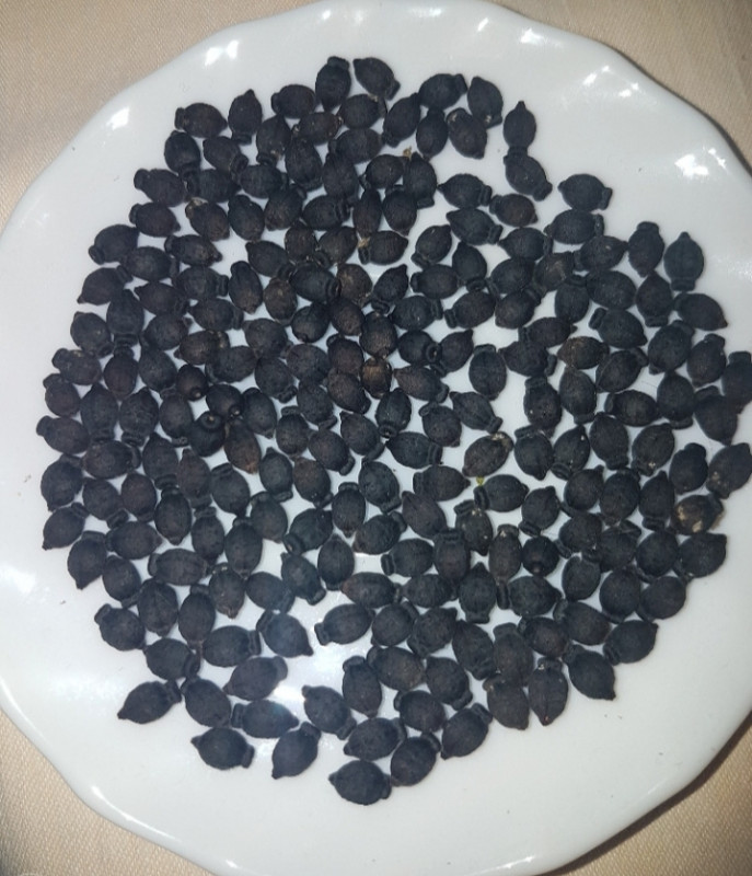 Peruanski nocurak - Sjemena - OLX.ba