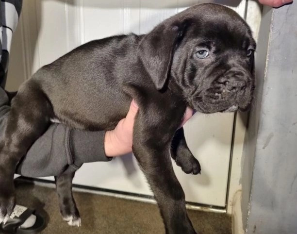 Cane corso - Psi i Štenad - OLX.ba