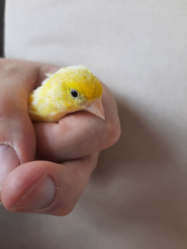 Španski kanarinac - Ptice - OLX.ba