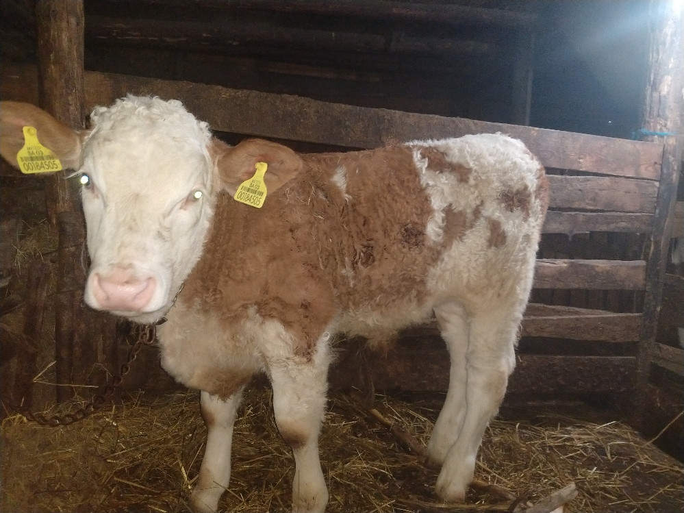 Musko tele - Krave - OLX.ba