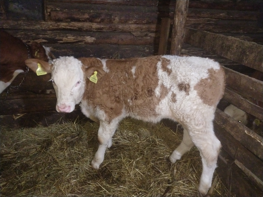 Musko tele - Krave - OLX.ba