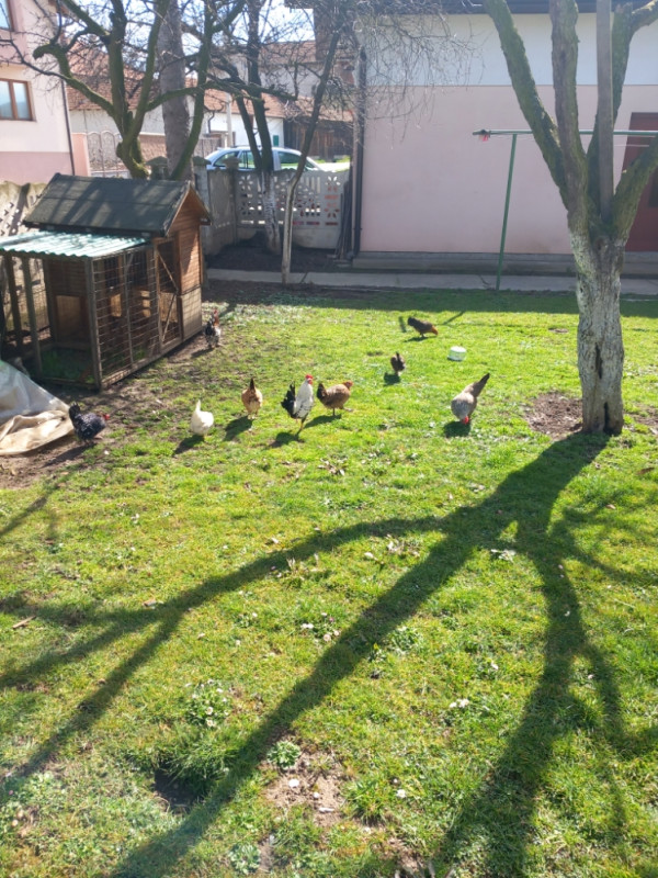 Domace ukrasne koke - Kokoške - OLX.ba