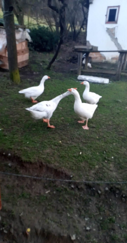 Prodajem Guske - Guske - OLX.ba