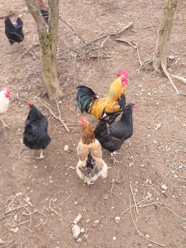 Kokoske i horoz - Kokoške - OLX.ba