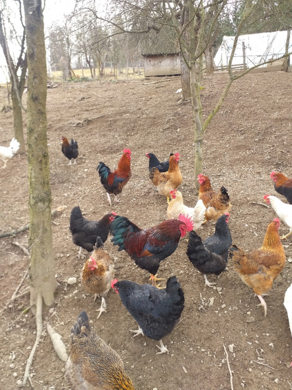 Kokoske i horoz - Kokoške - OLX.ba