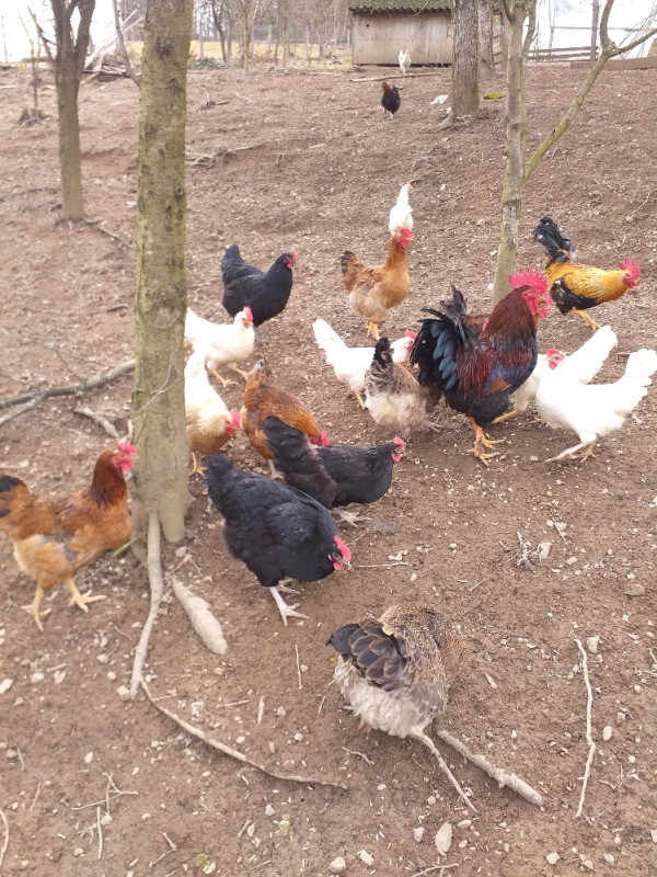 Kokoske i horoz - Kokoške - OLX.ba