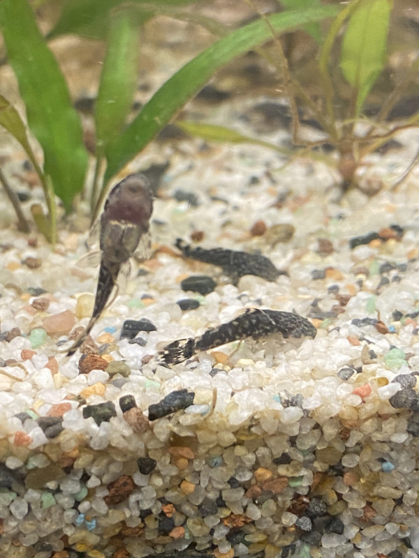 Ribice algari - Ribice - OLX.ba